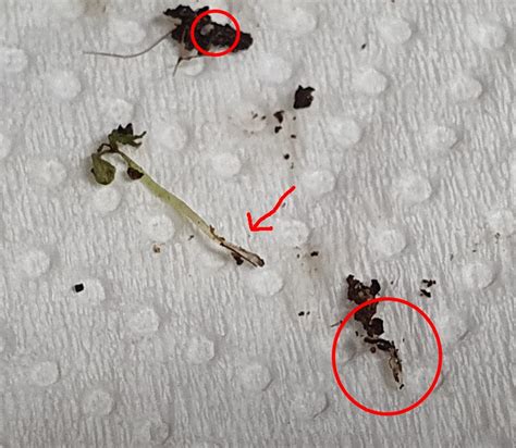 화분 속 투명한 애벌레 뿌리파리 퇴치법 6가지