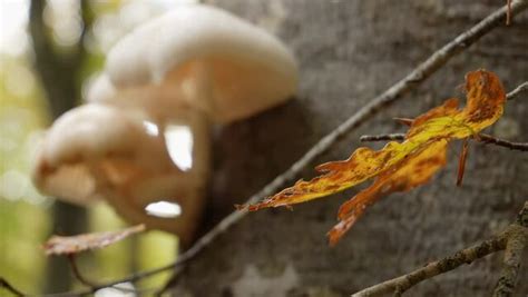 Trank Images Browse 846 Stock Photos Vectors And Video Adobe Stock