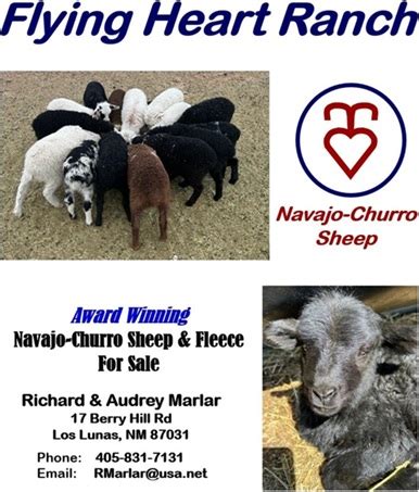 Classifieds Breeding Stock Navajo Churro Sheep Association