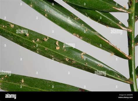 Palm False Smut Graphiola Phoenicis Pustules On Palm Leaf Surface Stock