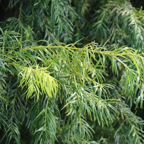 Podocarpus Gracilior Texture Plants Landscapes Lush Lawns Christchurch