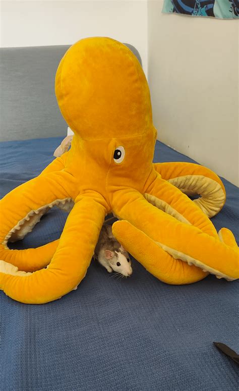 Theyve Unlocked The Bed Realm Rrats