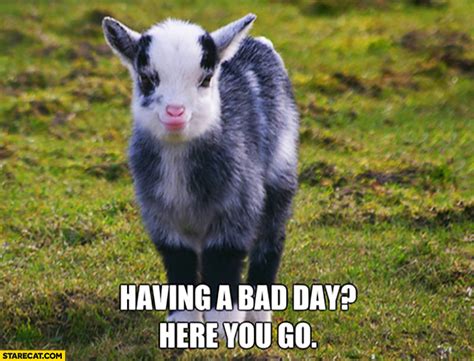 Having A Bad Day Here You Go Cute Baby Goat StareCat