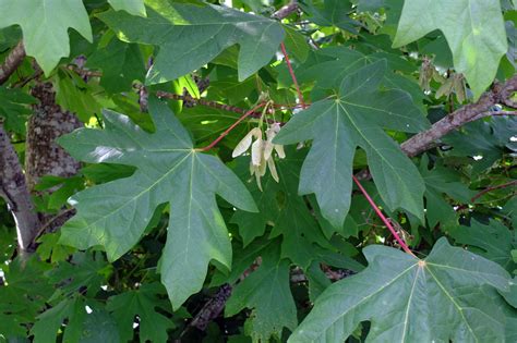 Acer Macrophyllum Aceraceae