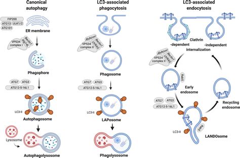 Lc3 Associated Endocytosis And The Functions Of Rubicon And Atg16l1 Pmc