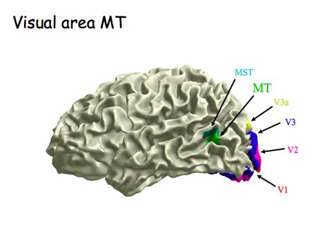 Perception Lecture Notes Visual Motion Perception