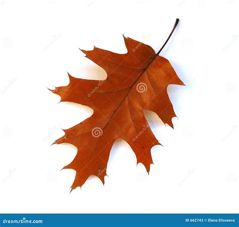 Fall Oak Leaf On White Background Stock Image Image Of Color Light 662743