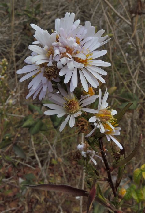 Panicled Aster Photos Page 1