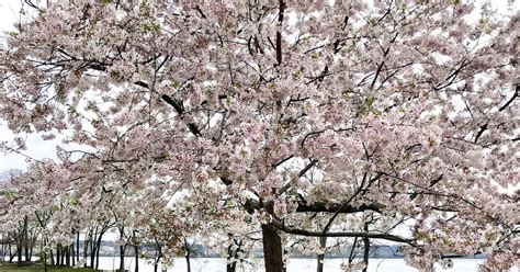 notes from peabody the uva application process uva early action