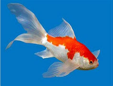 Buy Sarasa Comet Fantail Goldfish Asst Colors