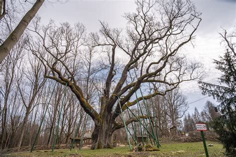 Dąb Bartek Świętokrzyski Król Puszczy Hasające Zające