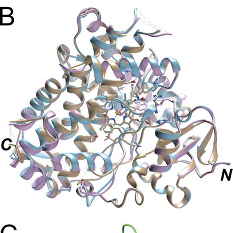 P450 Catalytic Cycle Download Scientific Diagram