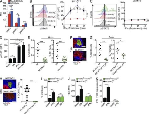B Cell Intrinsic Ifn γr Stimulus Drives Gc Differentiation Through