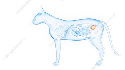 Cats Urinary Bladder Illustration Stock Image F038 4037 Science Photo Library
