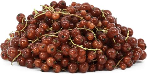 Red Currant Berries Information And Facts