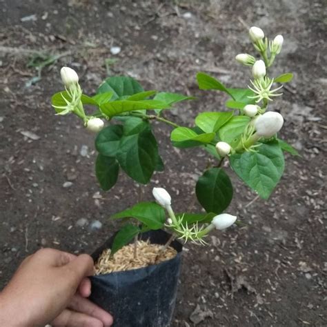 Melati Wangi Melati Kampung Tanaman Hidup Lazada Indonesia