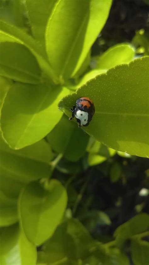 картинки Фото лист Членистоногие жидкость божья коровка Наземное растение Жук Вредитель