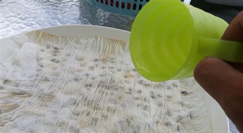 Cara Tanam Pokok Tembikai Di Rumah Semai Dulu Biji Dalam Tisu Basah