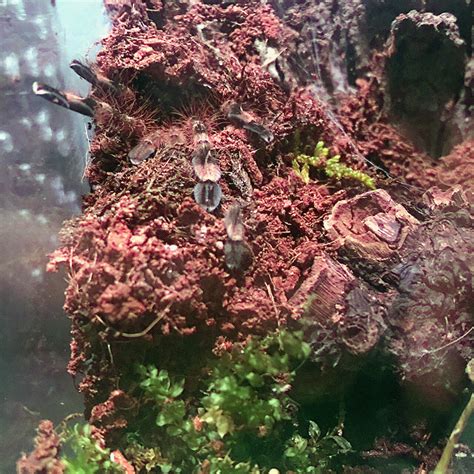 My P Subfusca Lowland Arachnoboards