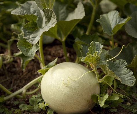 How To Pick Honeydew Expert Tips To Harvest Ripe Melons Homes And
