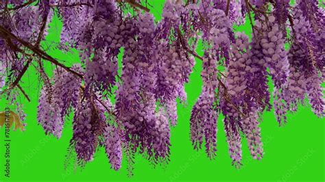 Flowering Wisteria Branches Moved By Wind On Green Screen Chroma Key