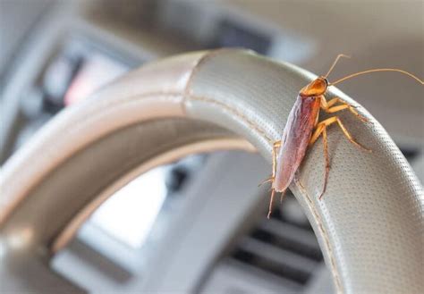Roaches In Your Car How To Get Rid Of Roaches In Car