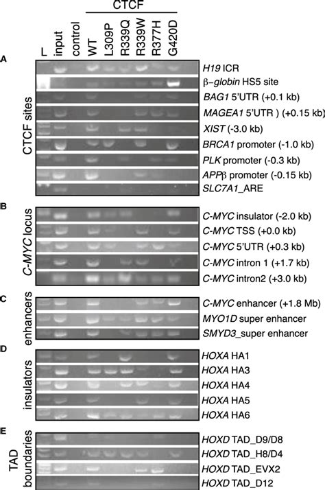 differential dna binding exhibited by zf mutant ctcf chip pcr of