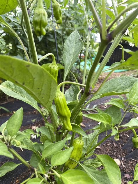 Pepper Identification Rpeppers