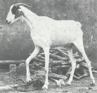 Small Ruminant Production And The Small Ruminant Genetic Resource In