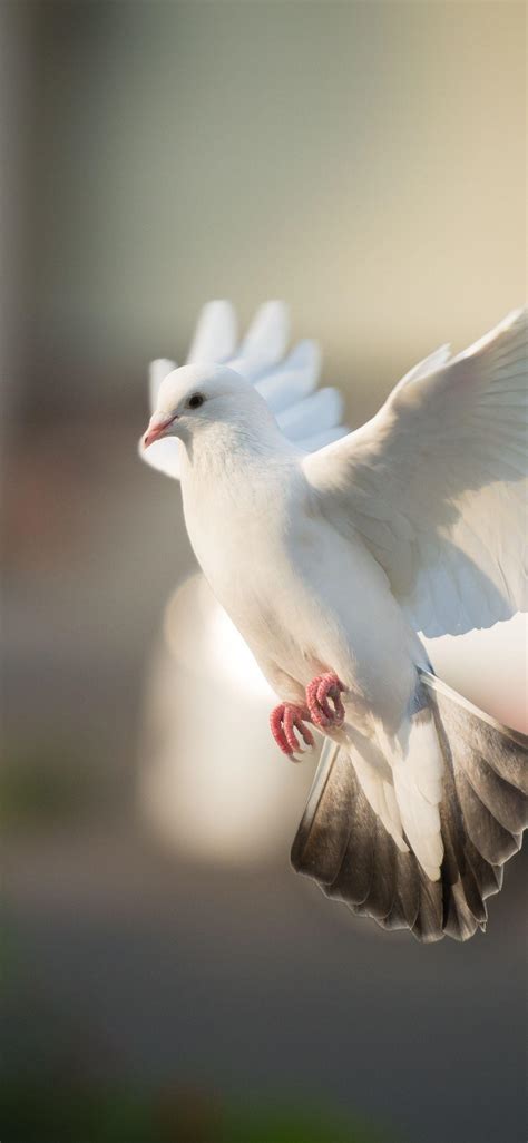 White Dove Wallpapers Top Free White Dove Backgrounds Wallpaperaccess