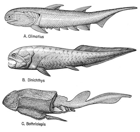 The Sun At Night — Placoderms Are An Extinct Class Of Fishes And