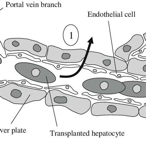 Potential Risks Of Hepatocyte Application Transplanted Hepatocytes Download Scientific Diagram