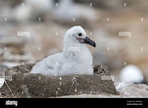 Black Browed Albatross Thalassarche Melanophris Chick In Nest New