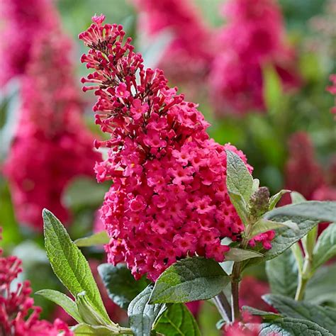 Buddleia Butterfly Candy Little Ruby Compact Size Red Flowers