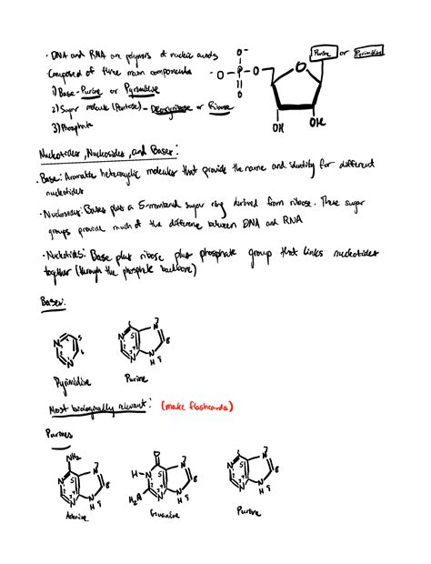 Nucleic Acids BIOCHEM Studocu