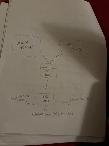module 4 unit 2 the brain flashcards quizlet