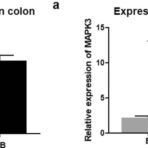 Expression Levels Of Mapk1 A And Mapk3 B Download Scientific Diagram