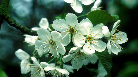 Wild Cherry Prunus Avium British Trees Woodland Trust