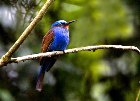 Blue Headed Bee Eater Merops Muelleri Photo Call And Song