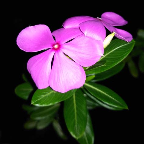 Subhajit Mondal Onlysubhajit Twitter