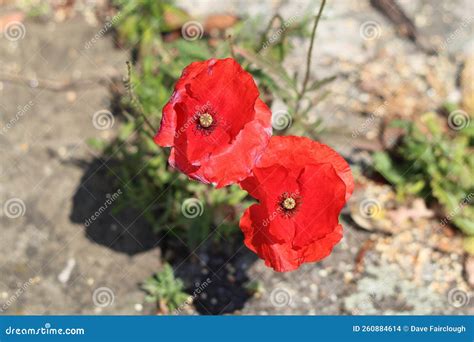 Poppy Flowers In The Field These Flowers Are Often Used As A Sign Of