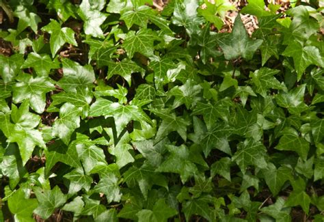 Hedera Helix English Ivy Insightweeds
