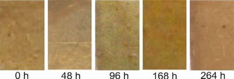 Photographs Of TPS Probes At Different UV Exposure Times Download Scientific Diagram