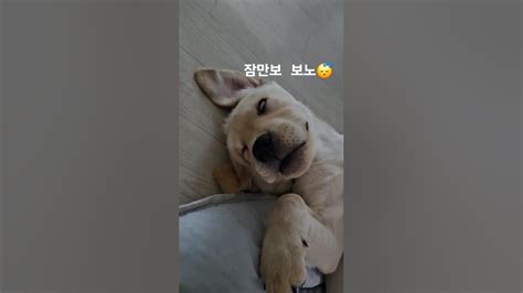 12주차 래브라도 보노🐶 편하게 자고있는거지 리트리버 아기강아지 힐링 래브라도리트리버 새끼래브라도 잠자는강아지 Youtube