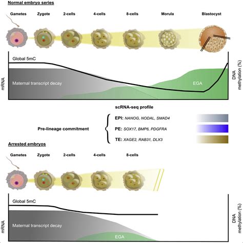 Single Cell Multi Omic Analysis Profiles Defective Genome Activation