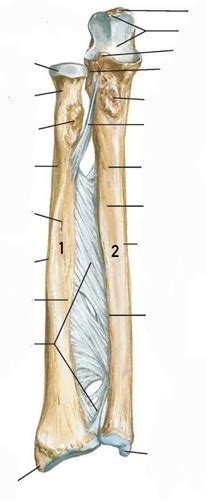 Radio Y Cúbito Ulna Quizlet