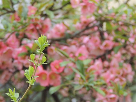 무료 이미지 나무 자연 분기 잎 봄 생기게 하다 상록수 식물학 담홍색 플로라 야생화 관목 꽃 피는 식물 우디 식물 육상 식물 4608x3456