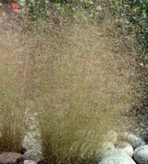 Ornamental Grass Agrostis Nebulosa Cloud Grass 25 Seeds Etsy