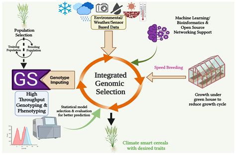 Integrated Genomic Selection For Accelerating Breeding Programs Of