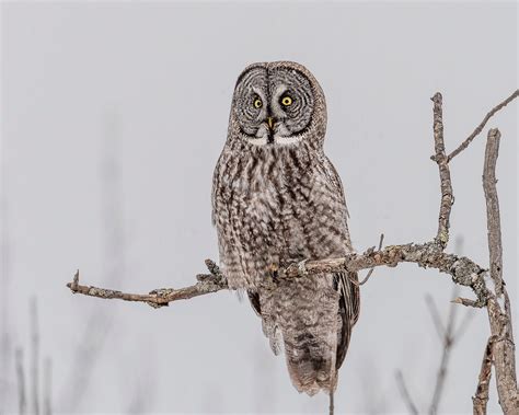 Great Gray Owls Habitat Map